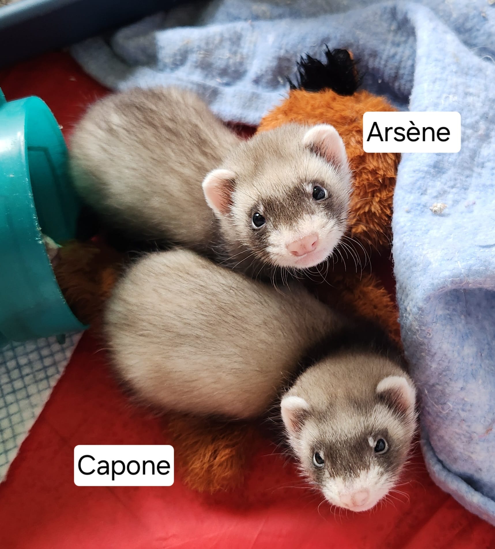 furets à adopter | protectionfuret