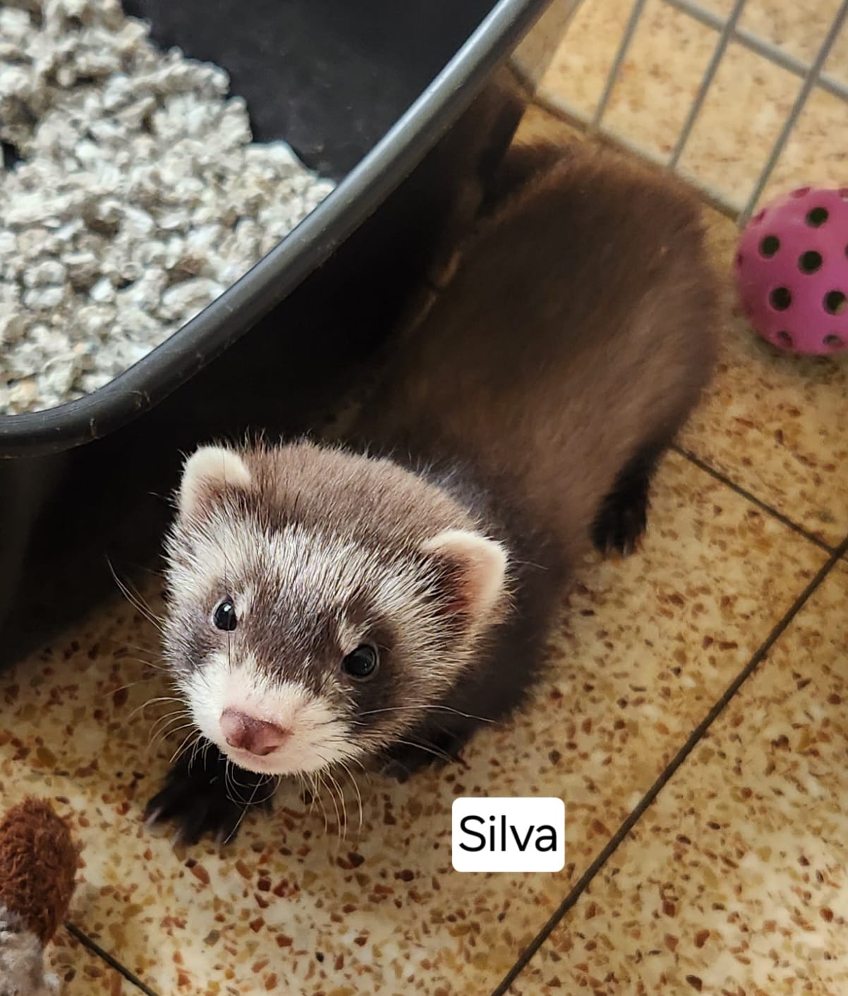 Furet A Donner Gratuitement