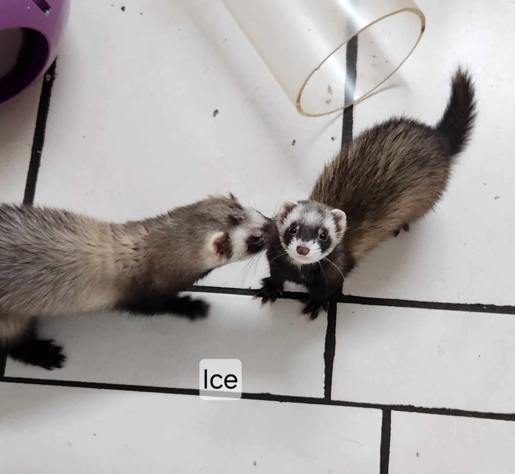 furets à adopter | protectionfuret