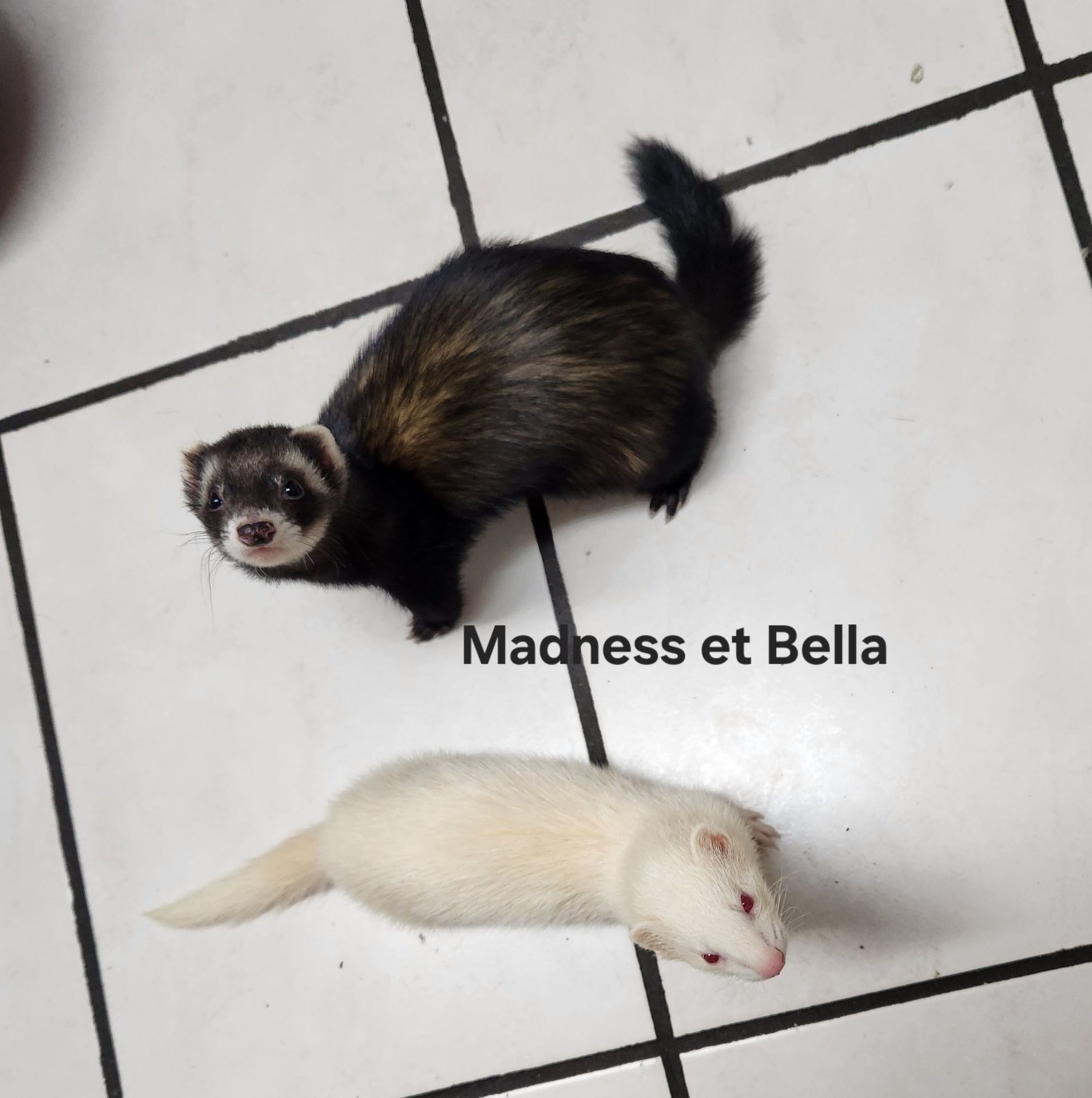 furets à adopter | protectionfuret