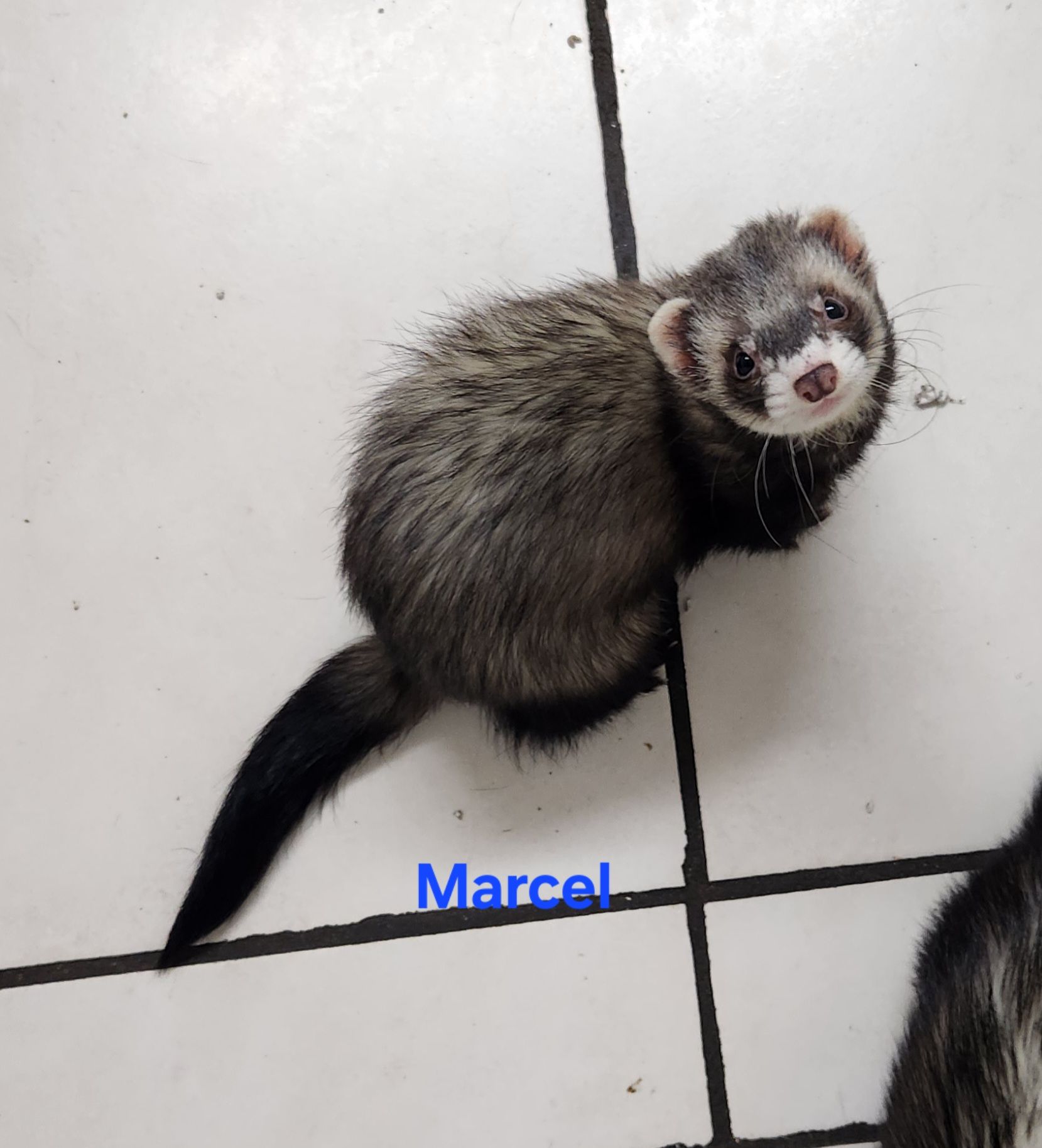 furets à adopter | protectionfuret