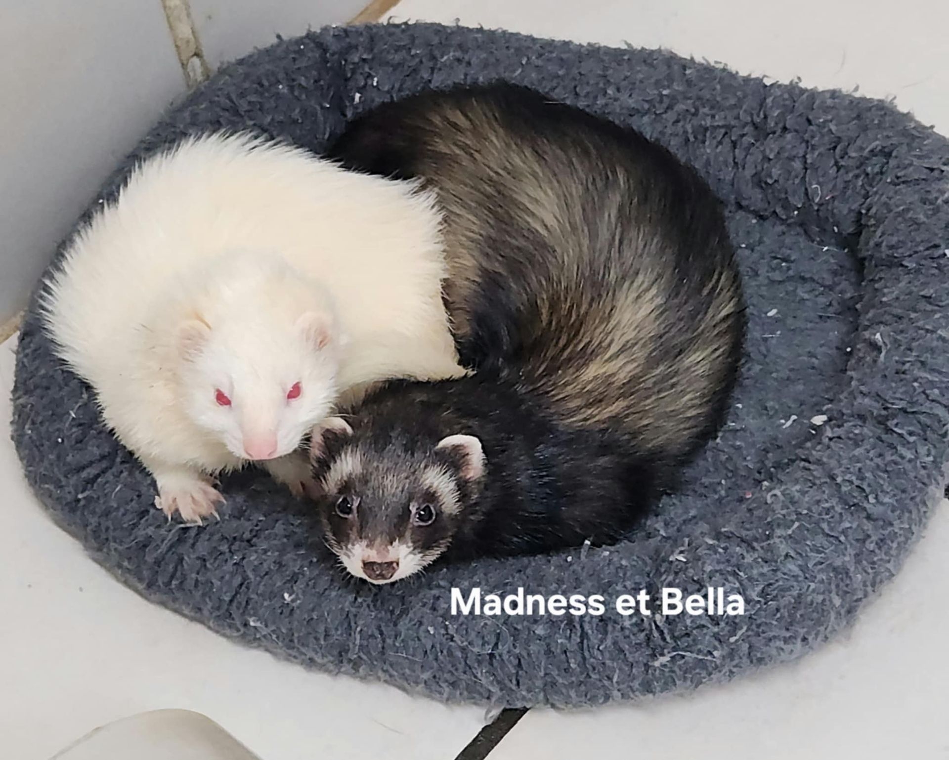 furets à adopter | protectionfuret