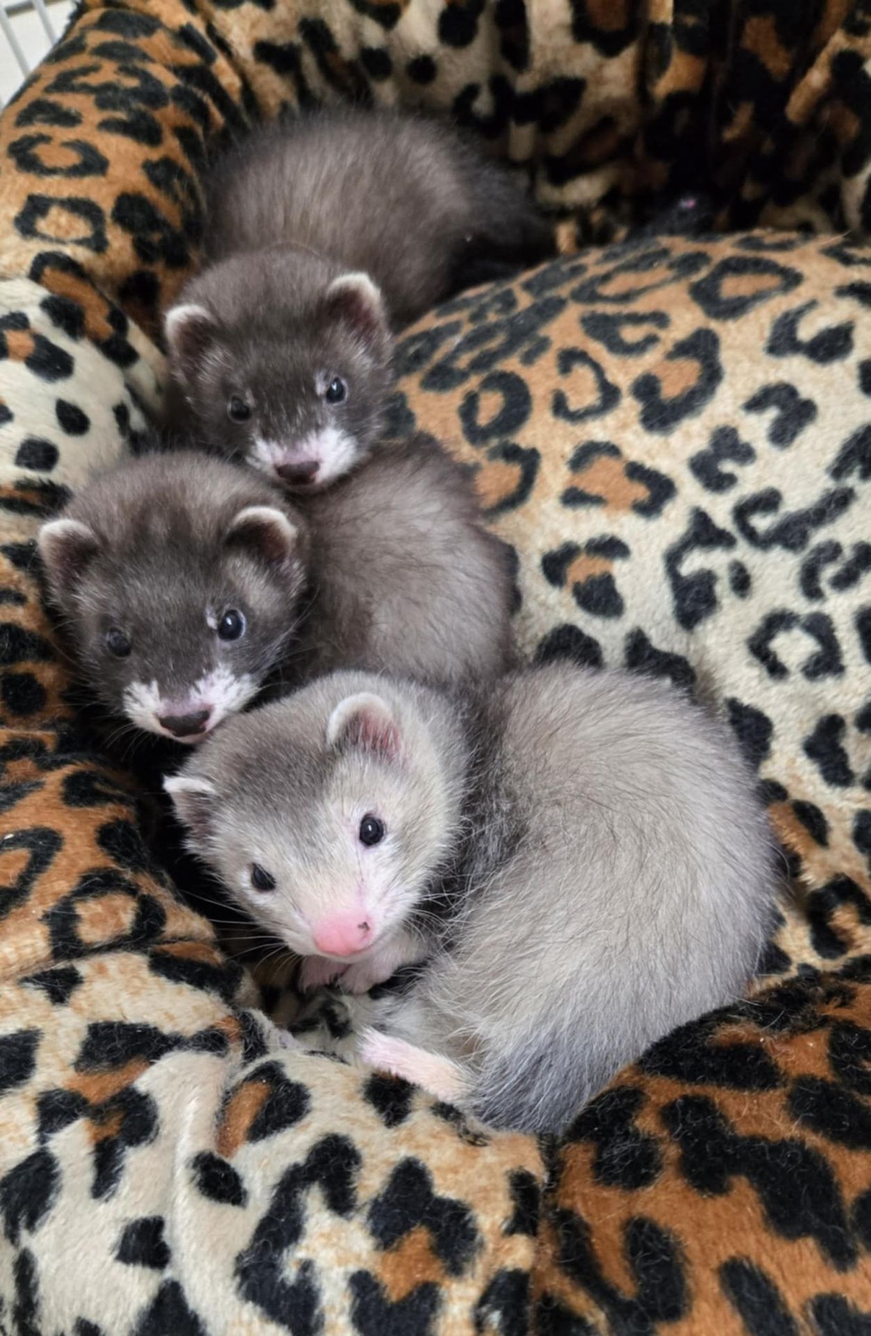 furets à adopter | protectionfuret