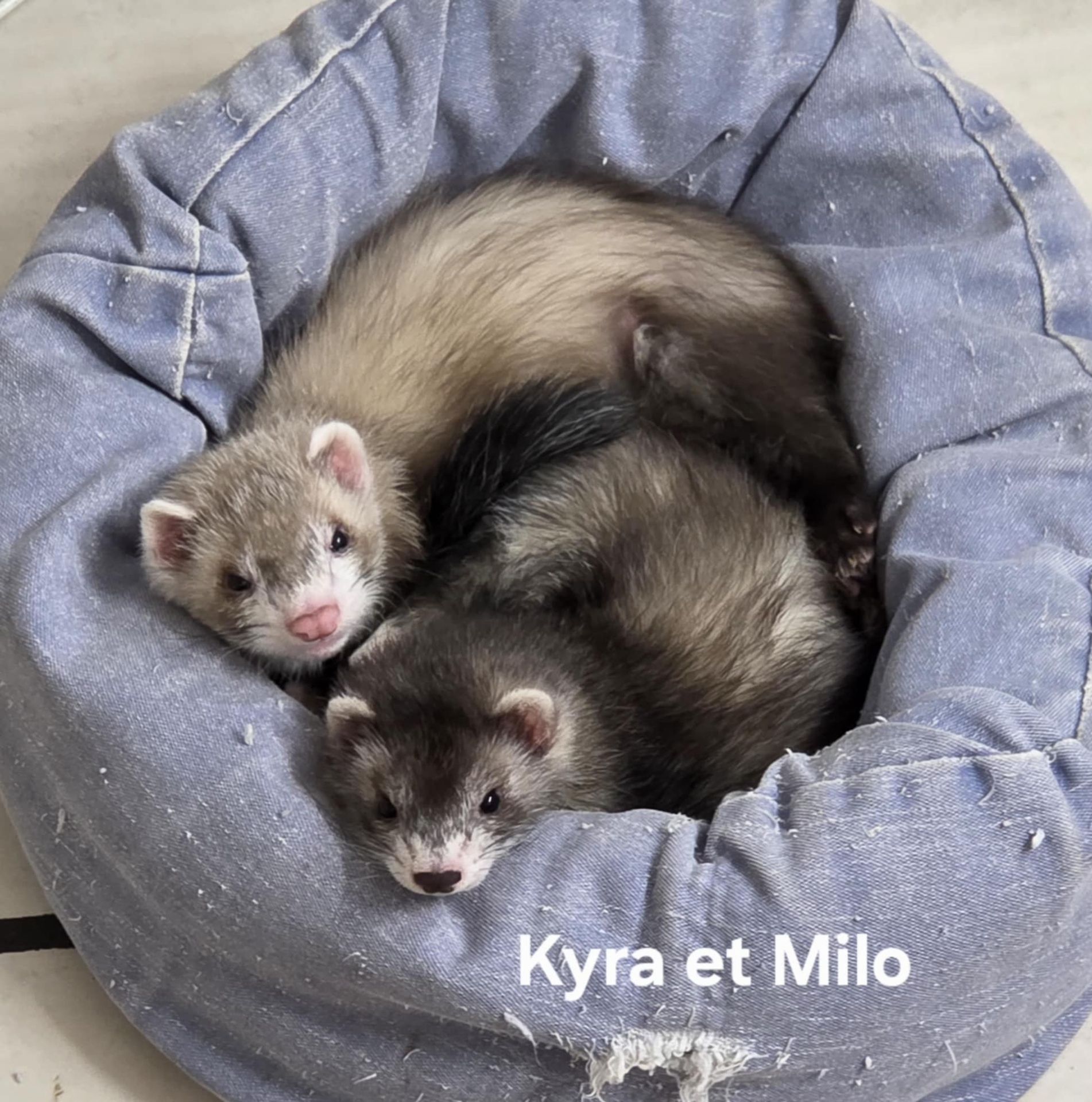 Furet A Donner Gratuitement