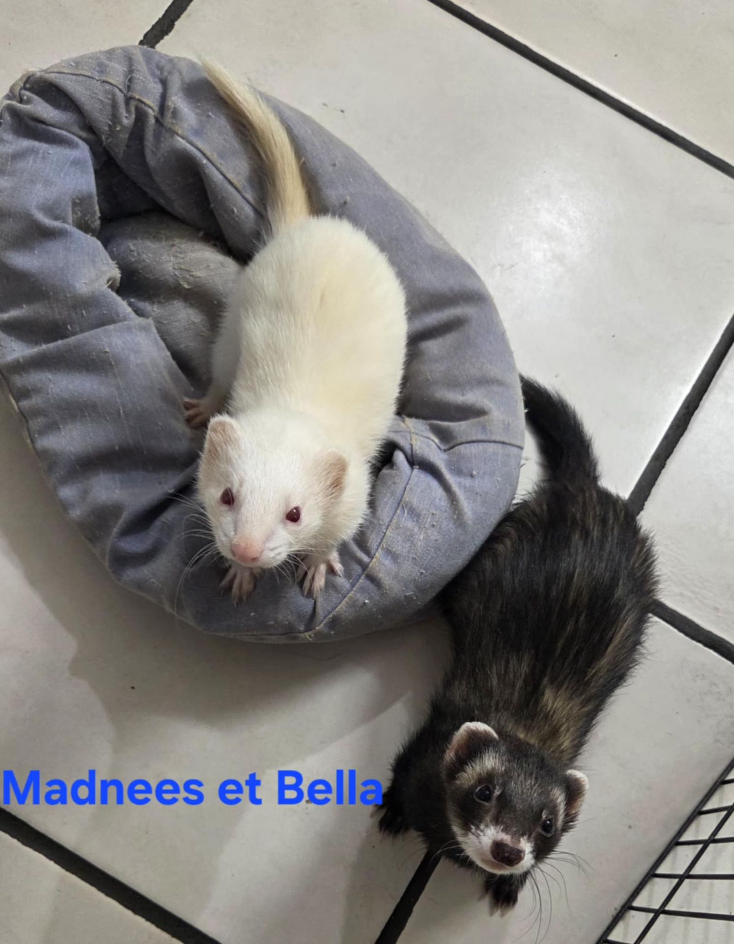 furets à adopter | protectionfuret