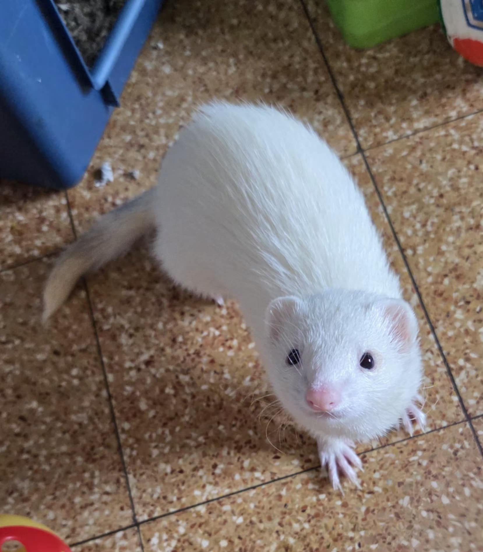 furets à adopter | protectionfuret