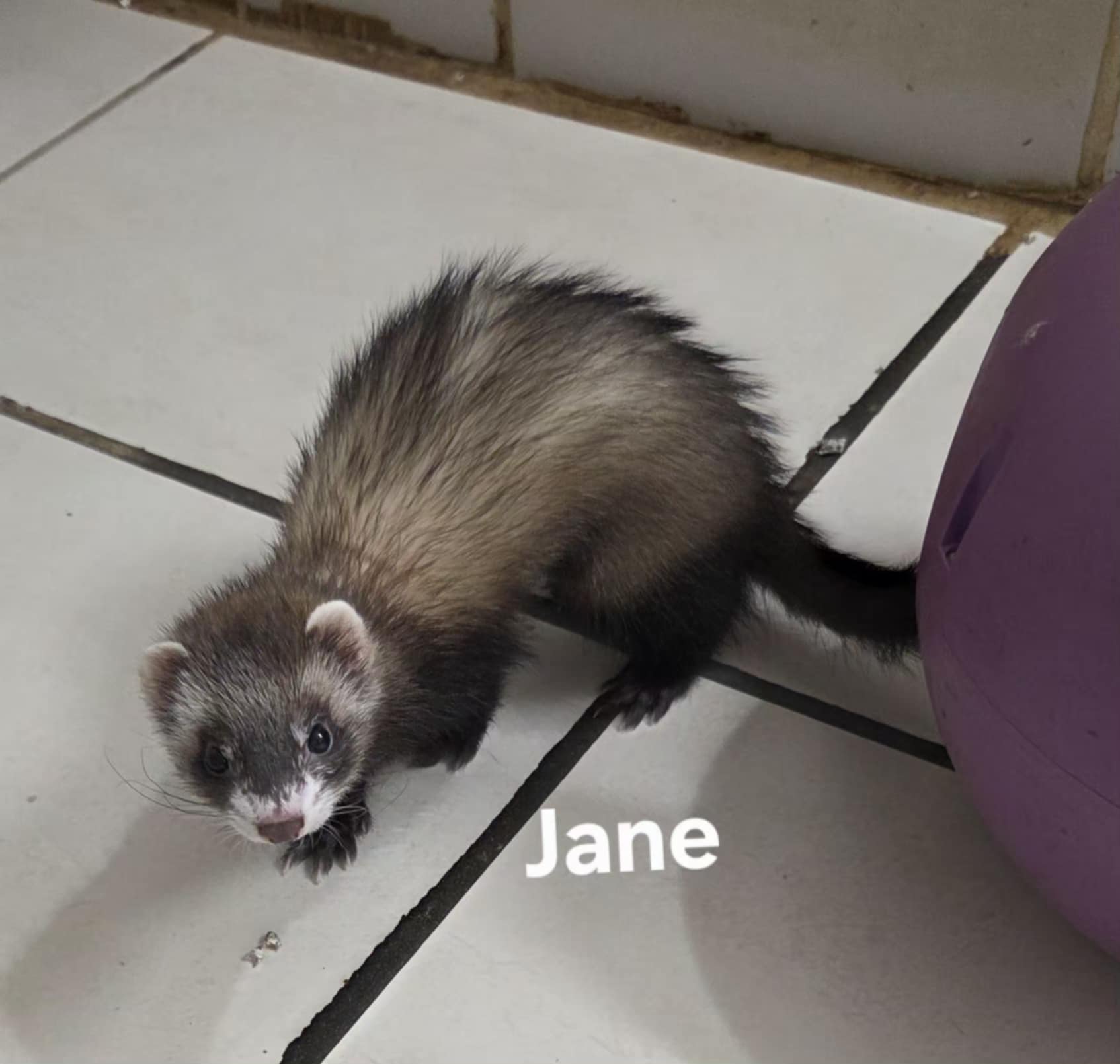 furets à adopter | protectionfuret