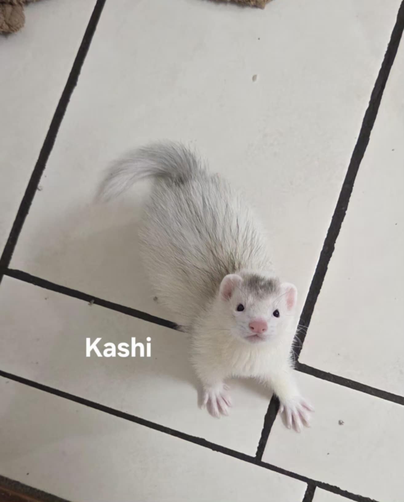 furets à adopter | protectionfuret
