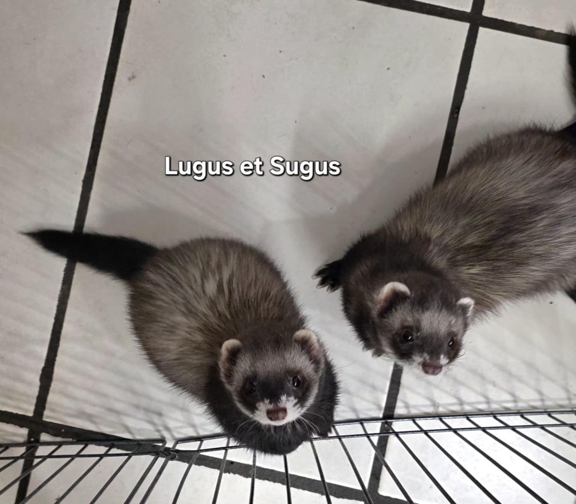 furets à adopter | protectionfuret